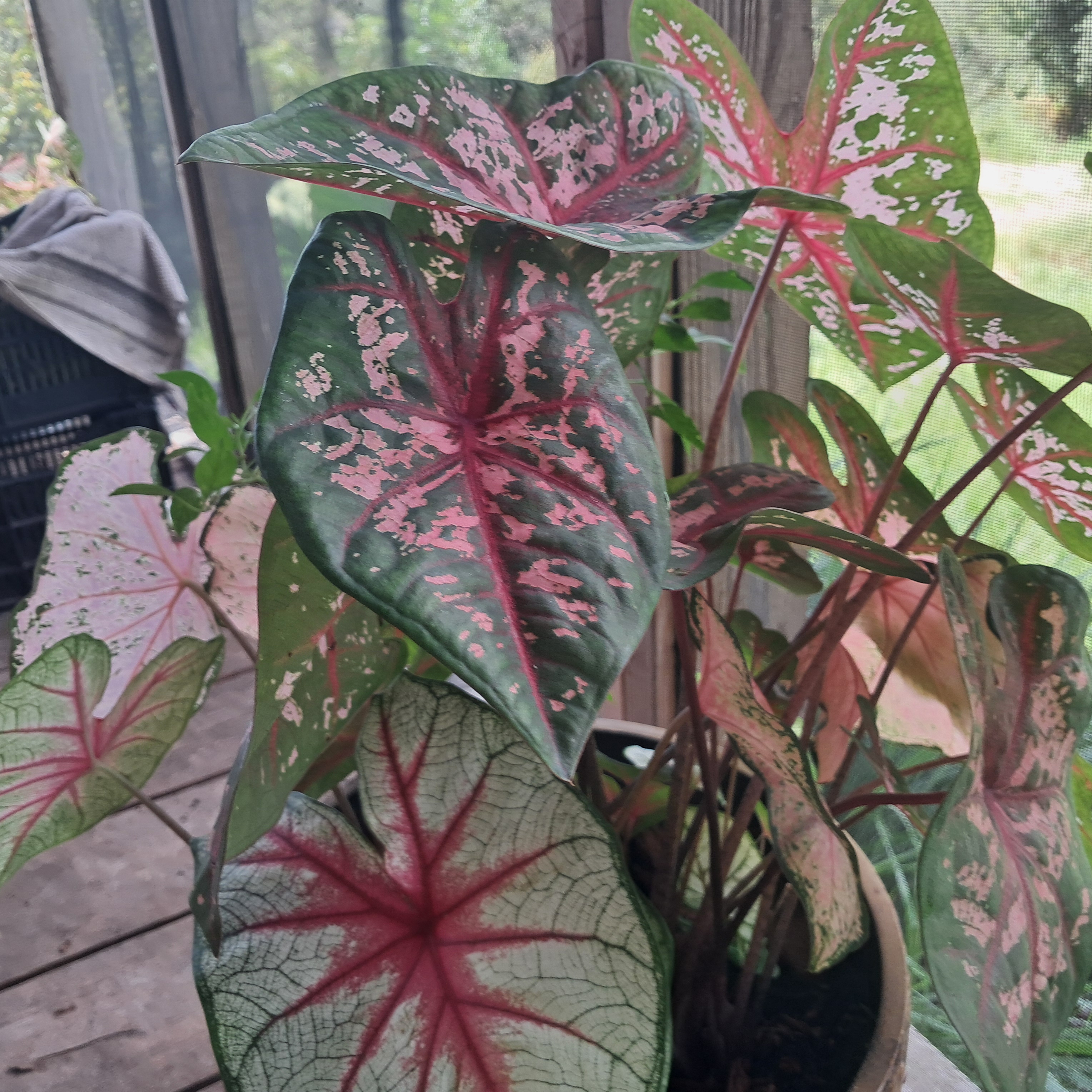 Caladium Global - Premium Caladium Bulbs & Tropical Plants from Florida