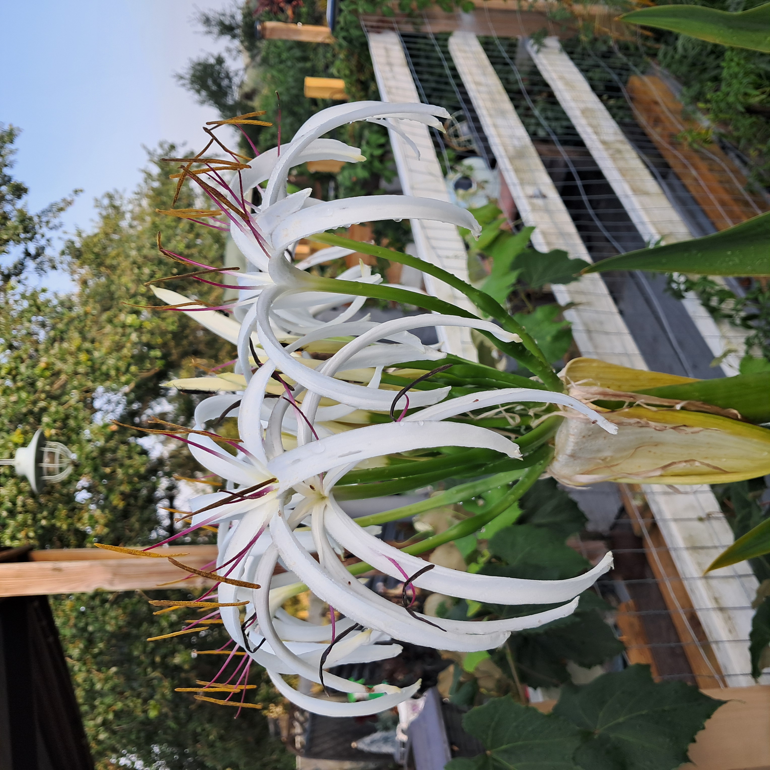 Caladium Global - Premium Caladium Bulbs & Tropical Plants from Florida