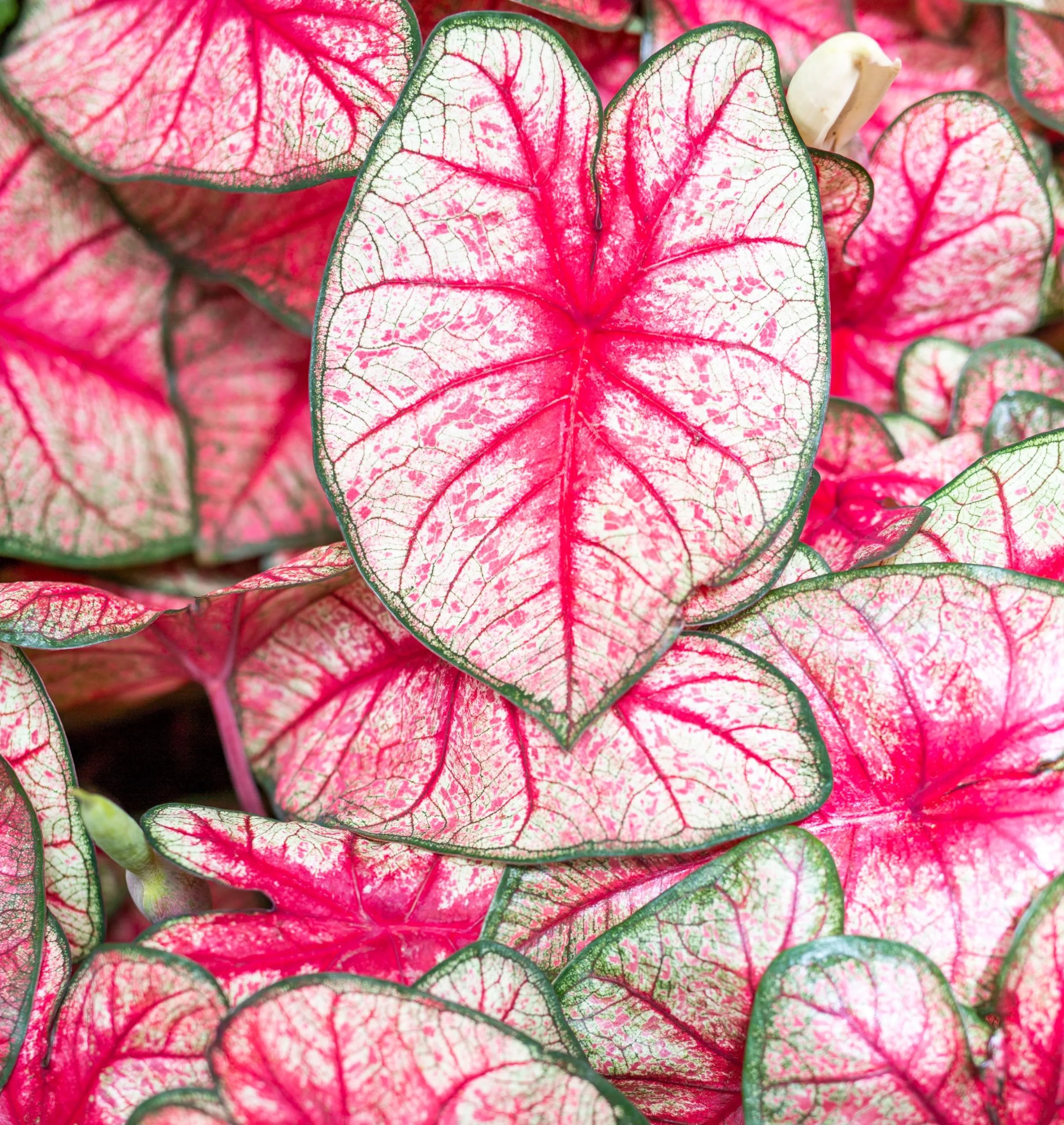 Caladium Global - Premium Caladium Bulbs & Tropical Plants from Florida