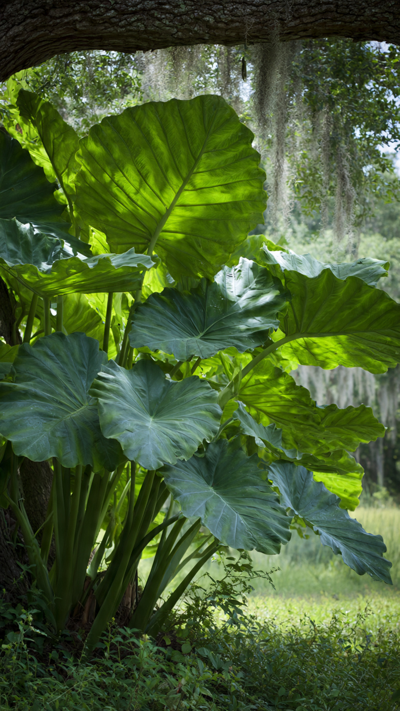 Caladium Global - Premium Caladium Bulbs & Tropical Plants from Florida