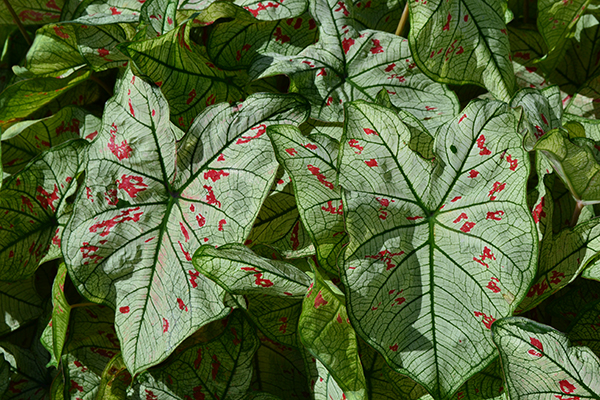 Caladium Global - Premium Caladium Bulbs & Tropical Plants from Florida